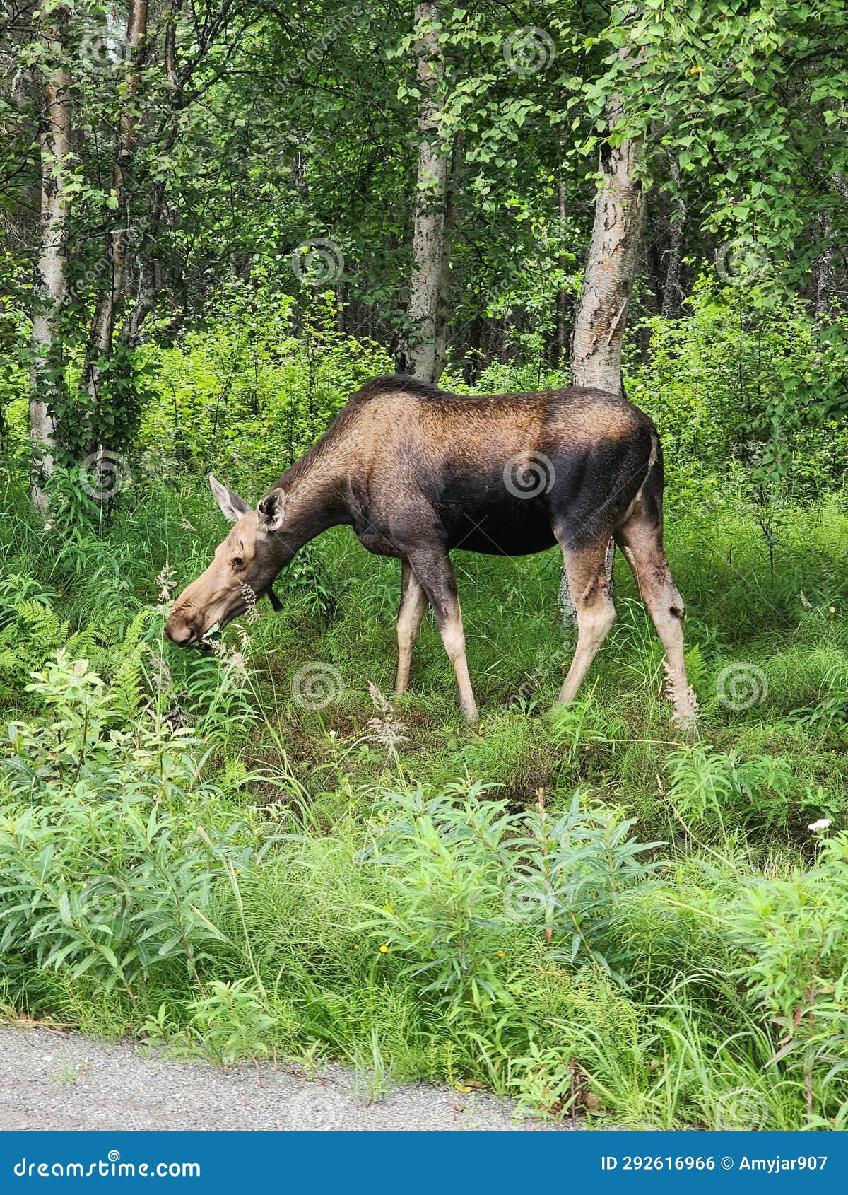 Baby Moose Alaska 2023 Yearling Stock Photo - Image of alaska, yearling ...