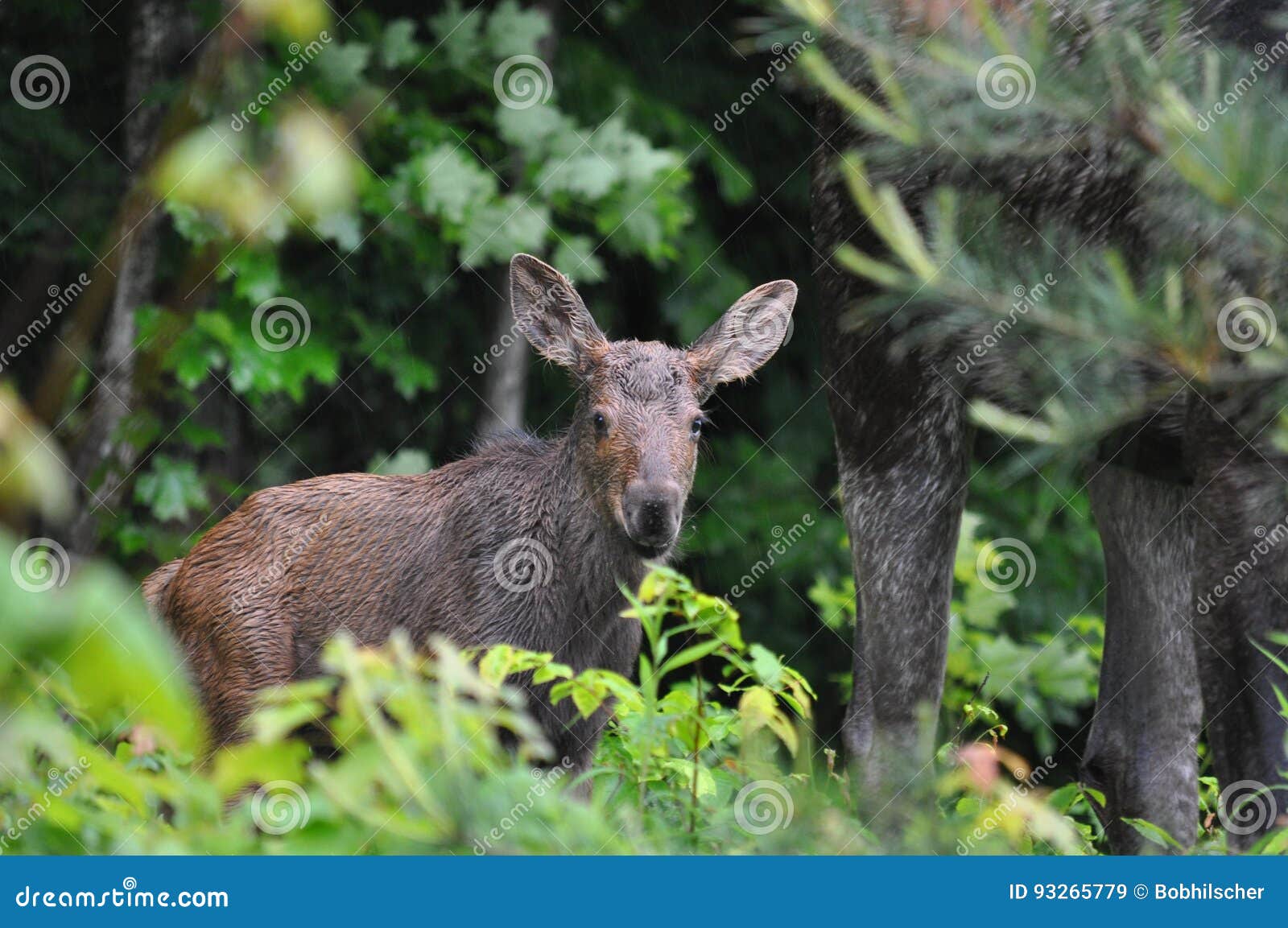 Baby Moose Calf in Algonquin Park Stock Image - Image of algonquin ...