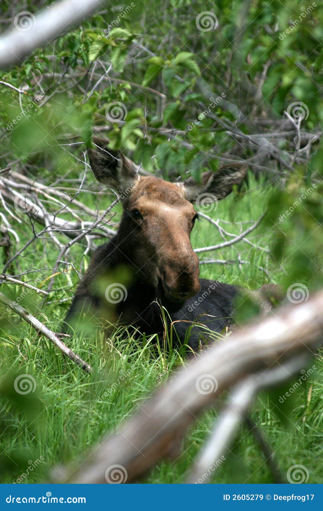Baby moose resting stock image. Image of female, feed - 2605279