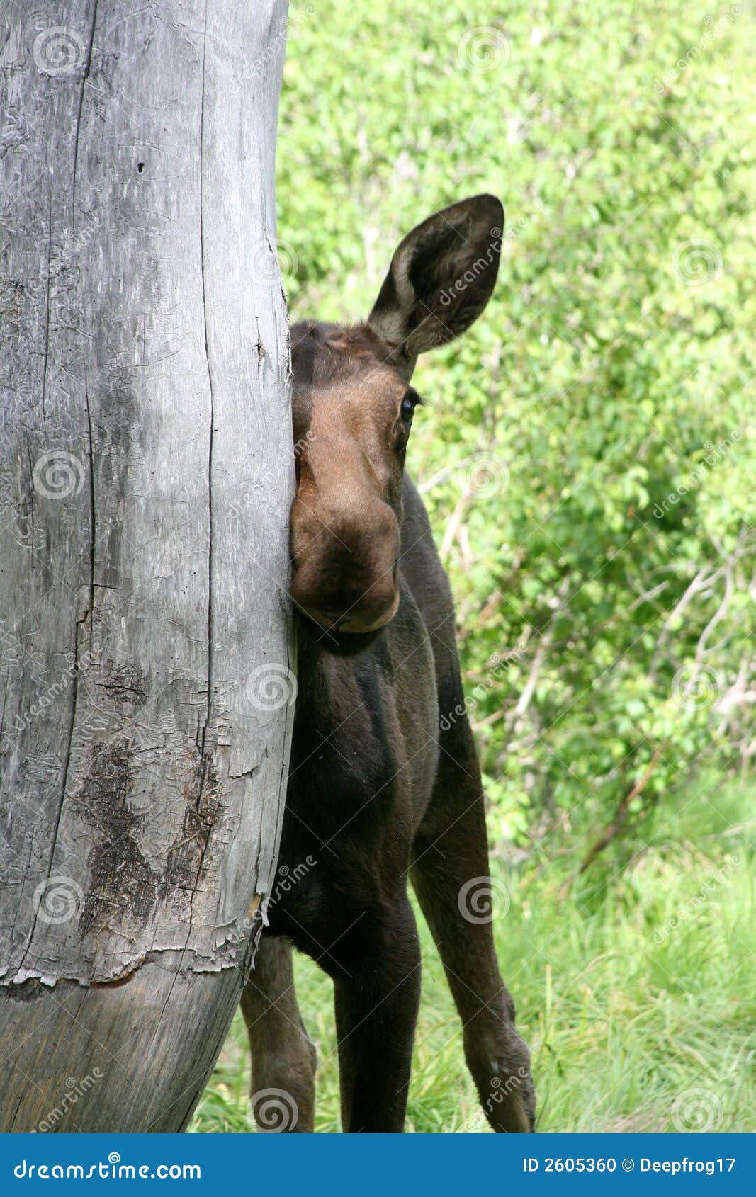 Calf Scratching Stock Photos - Free & Royalty-Free Stock Photos from ...