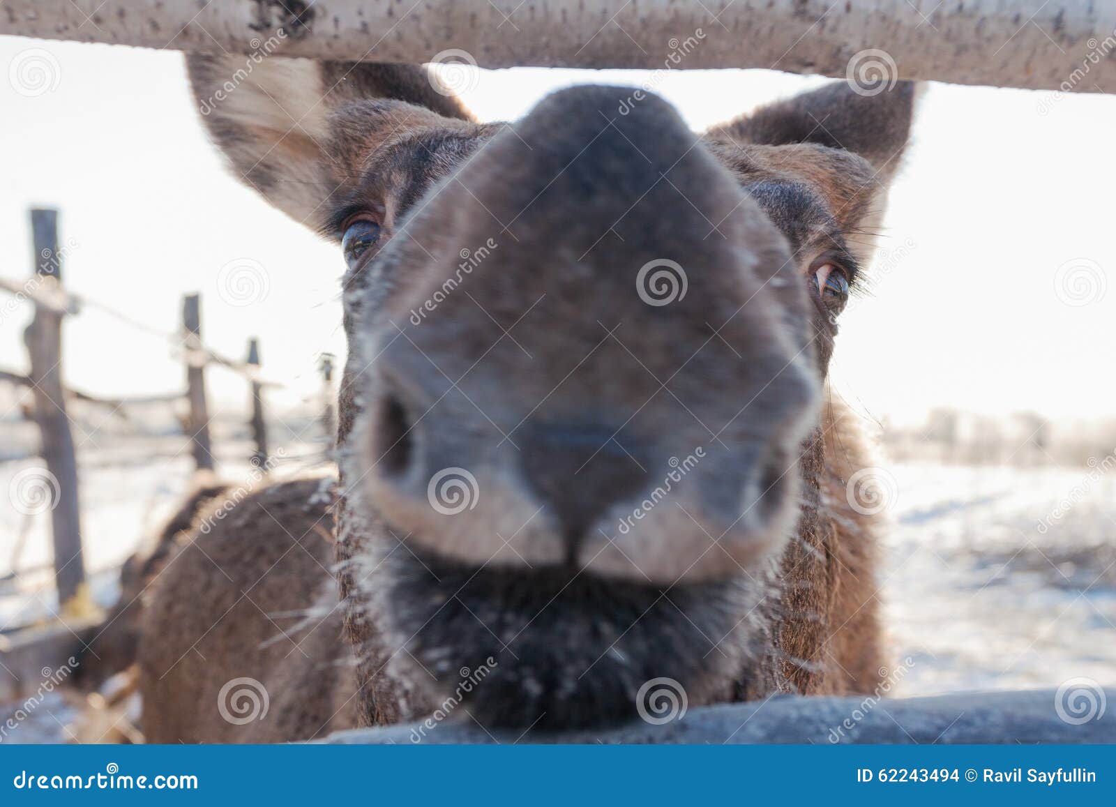 Baby moose snout stock photo. Image of national, baby - 62243494