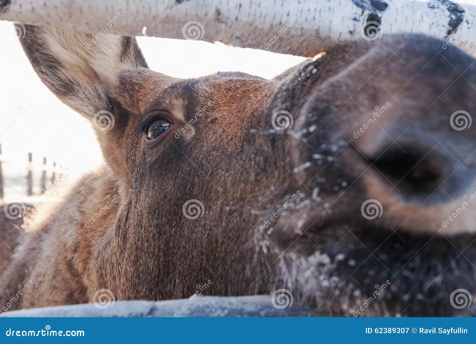Baby moose snout stock image. Image of grazing, adorable - 62389307