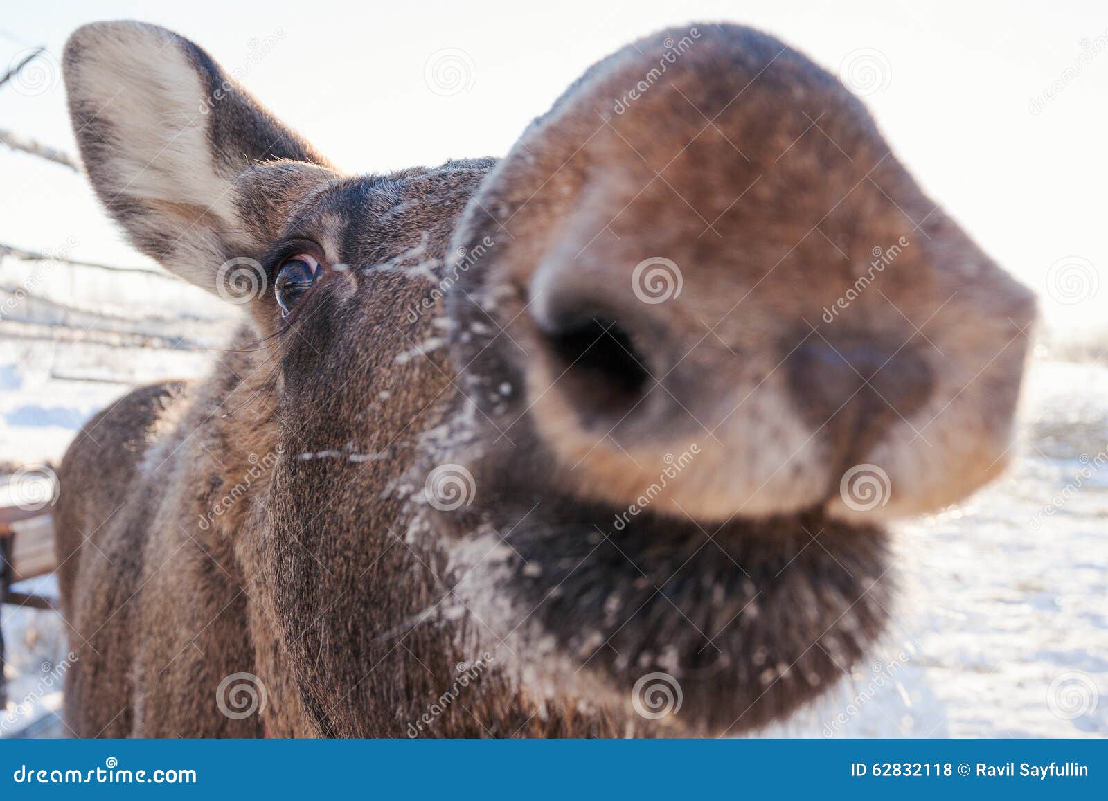 Baby moose snout stock photo. Image of national, mammals - 62832118