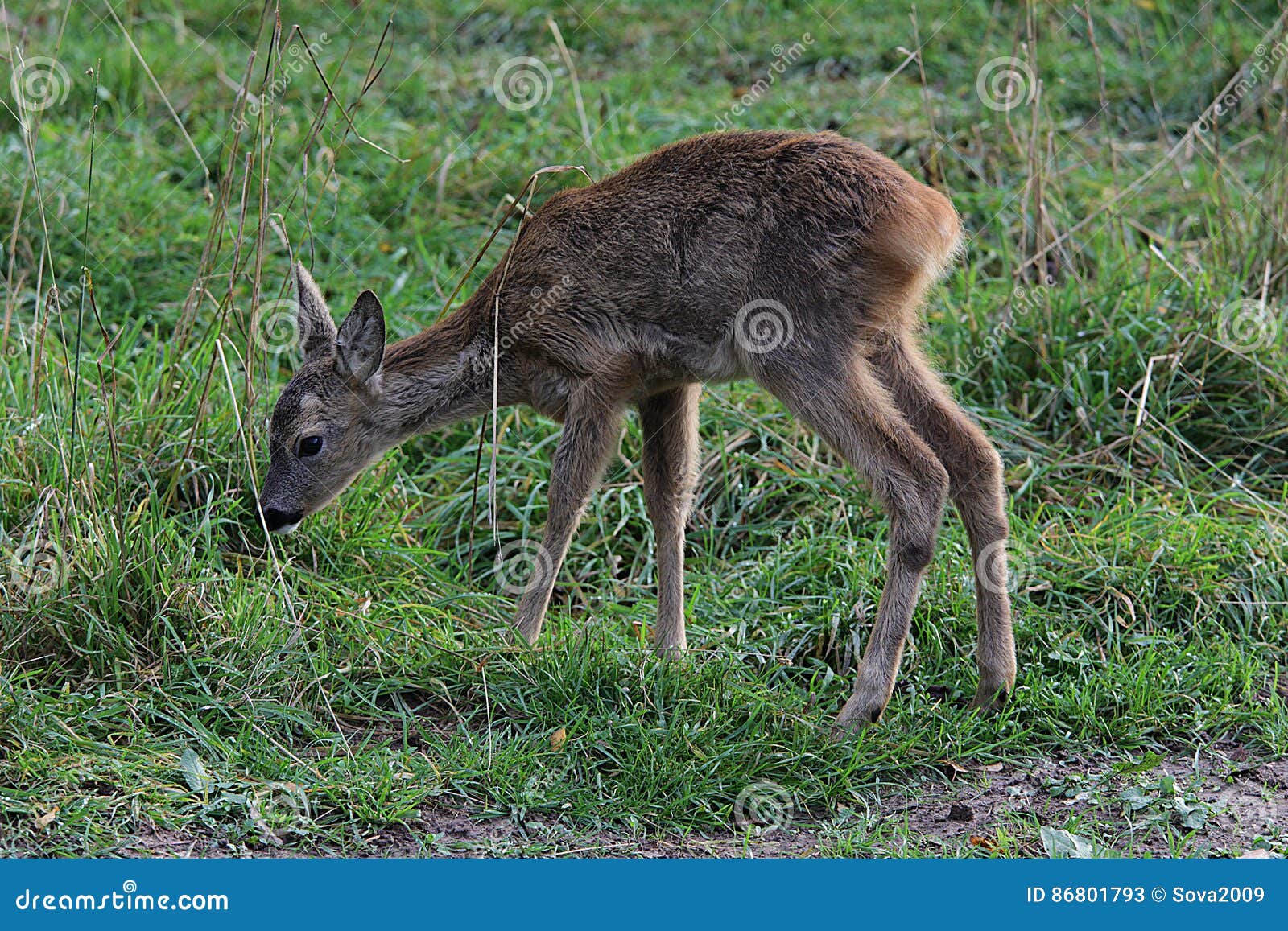 Baby moose stock image. Image of nibbling, farmer, homestead - 86801793
