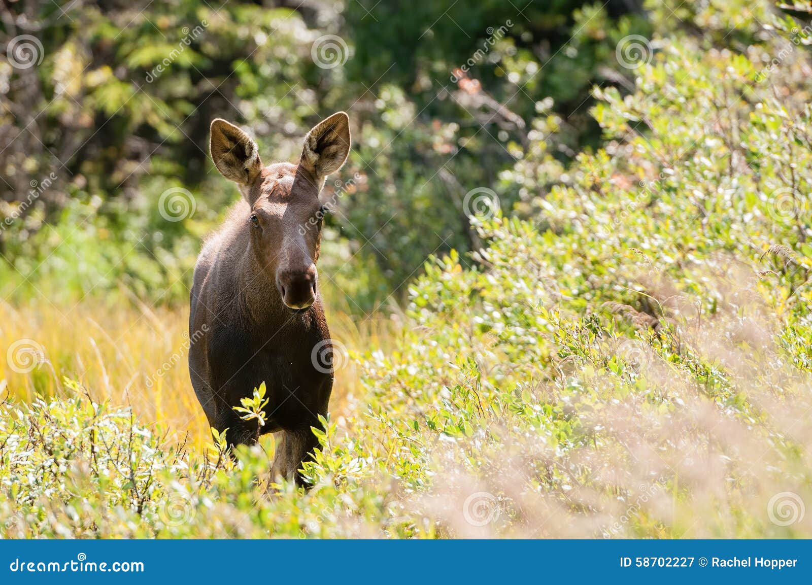 Moose Standing In The Edge Of A River. Stock Image | CartoonDealer.com ...