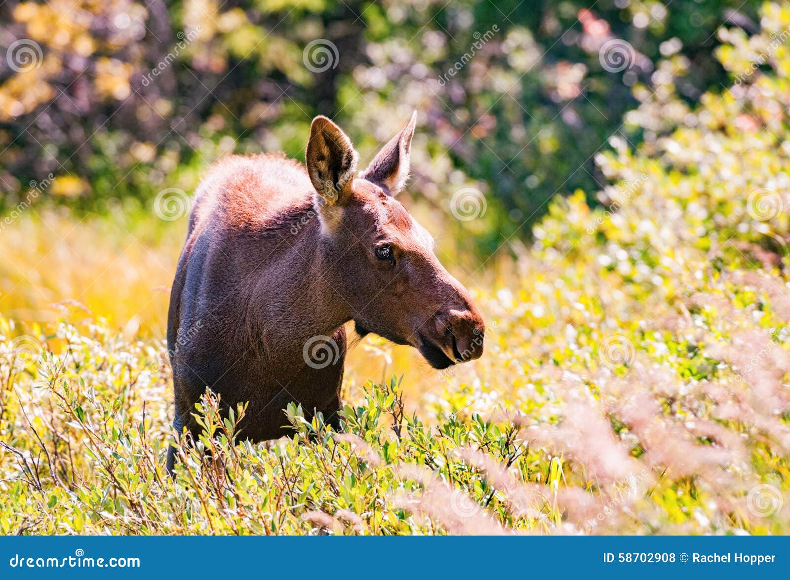 Baby Moose Standing in a Sunlit Meadow Stock Photo - Image of eyes ...
