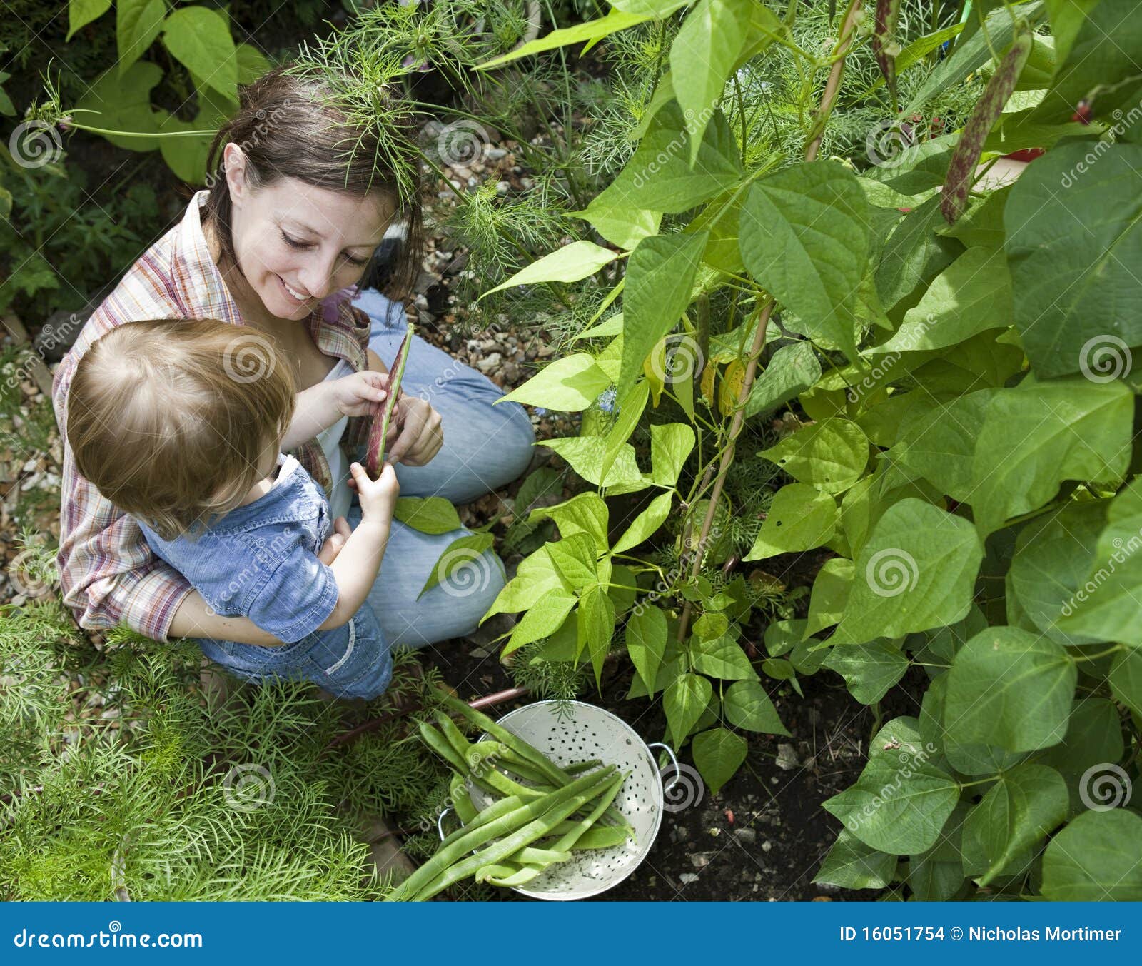 Baby and Mother Picking Beans in the Garden Stock Photo - Image of baby ...