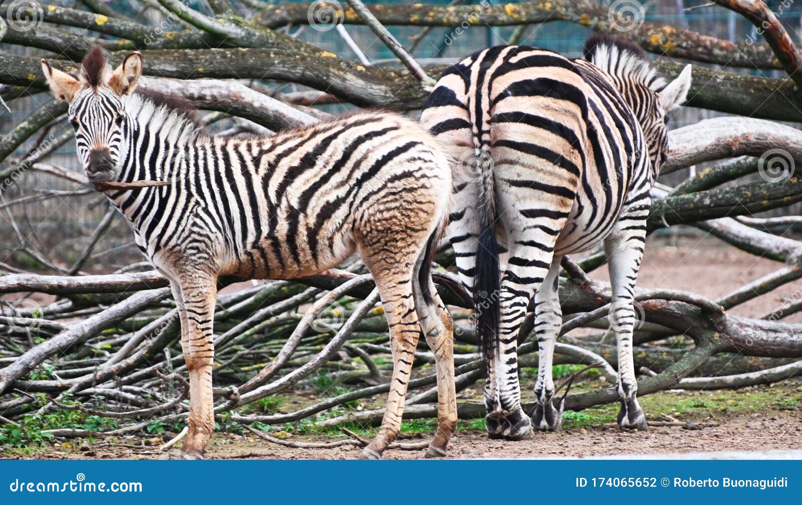 Baby and Mother Zebras in the Savannah Stock Photo - Image of ...
