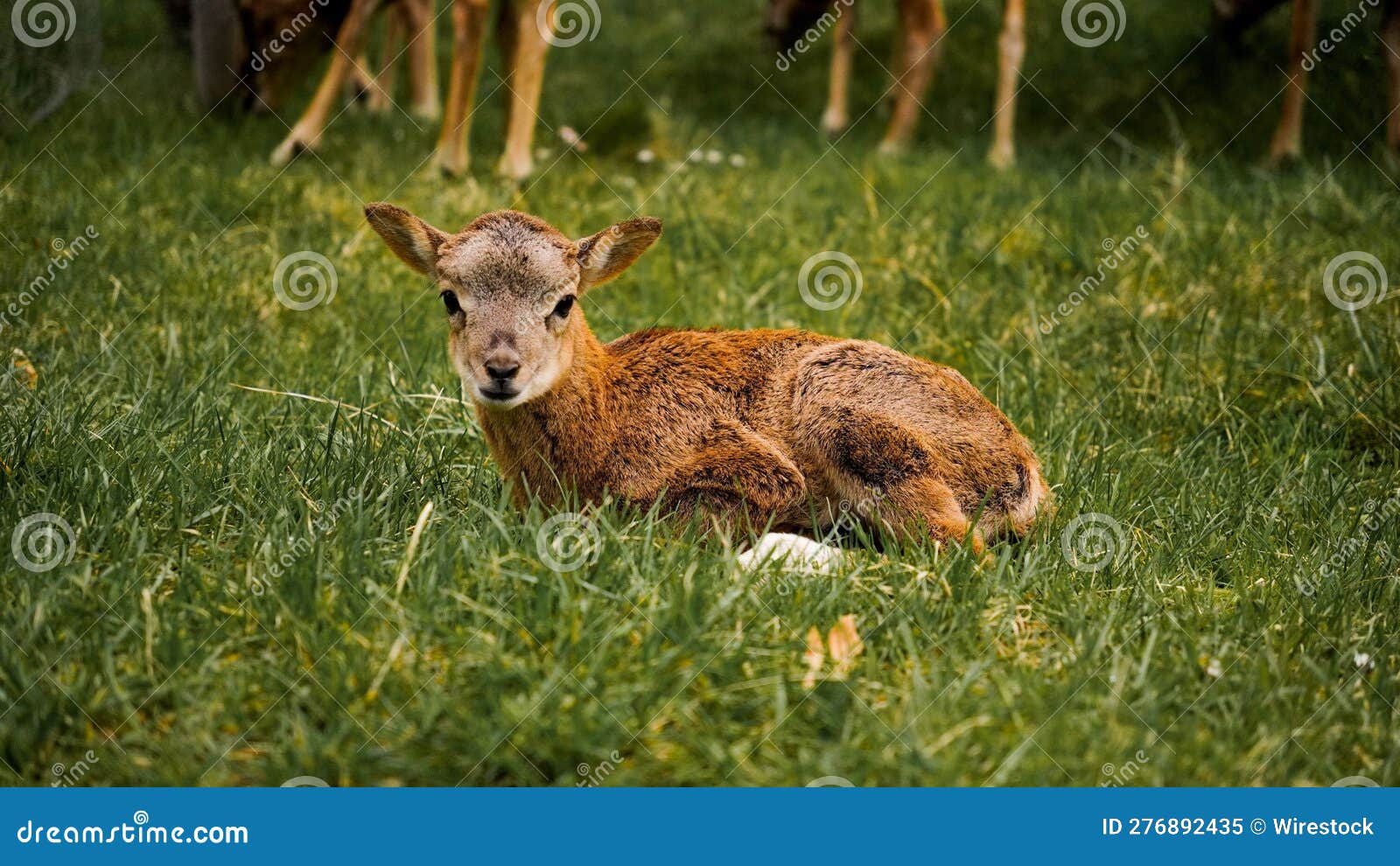 Baby Mouflon Resting in the Nature Stock Image - Image of life, baby ...