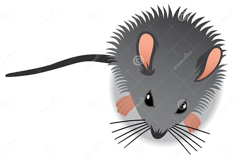 Baby Mouse stock vector. Illustration of eyes, affection - 57282909