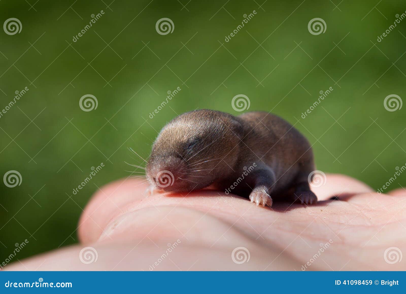 Baby mouse stock image. Image of small, newborn, baby - 41098459
