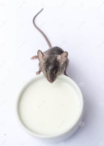 Baby mouse drinking milk stock image. Image of milk, dreadful - 66421005