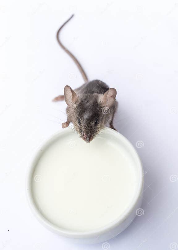 Baby mouse drinking milk stock image. Image of milk, dreadful - 66421005