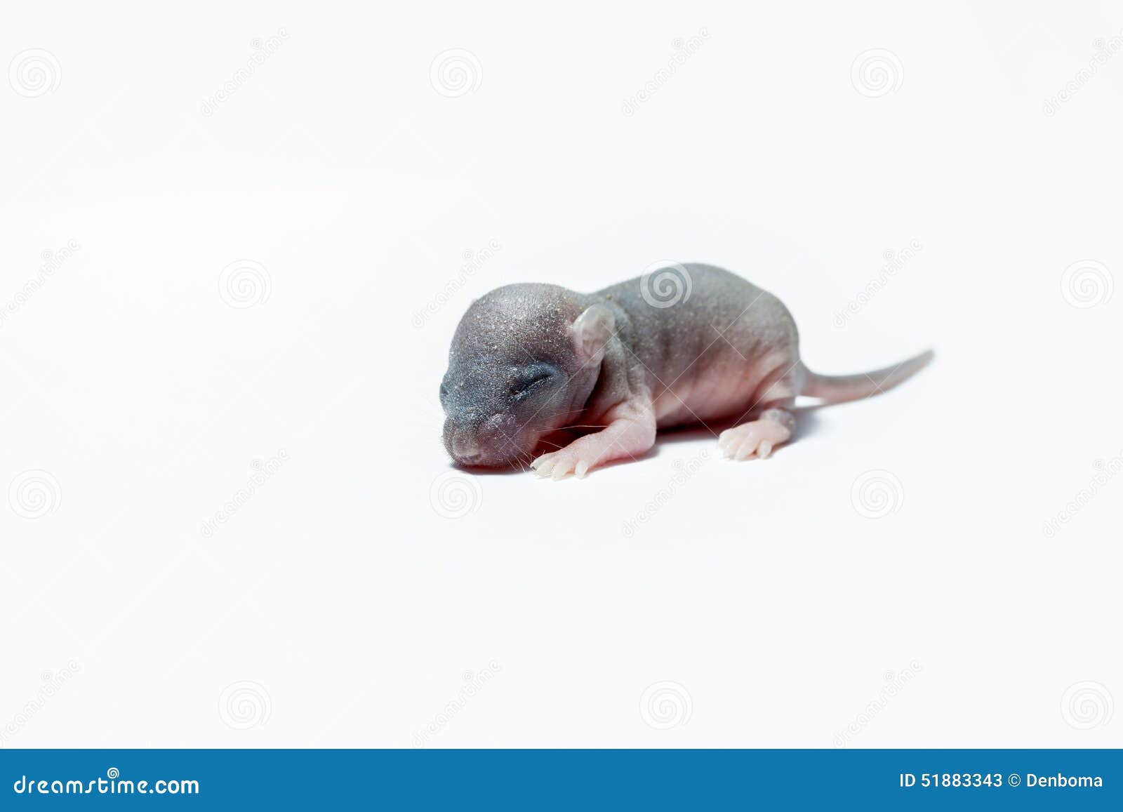 Baby or a mouse stock image. Image of little, animal - 51883343