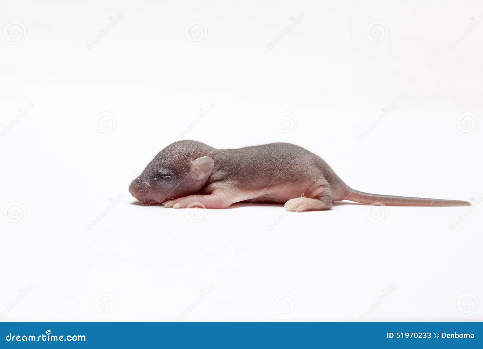 Baby of a mouse stock image. Image of nature, rodents - 51970233