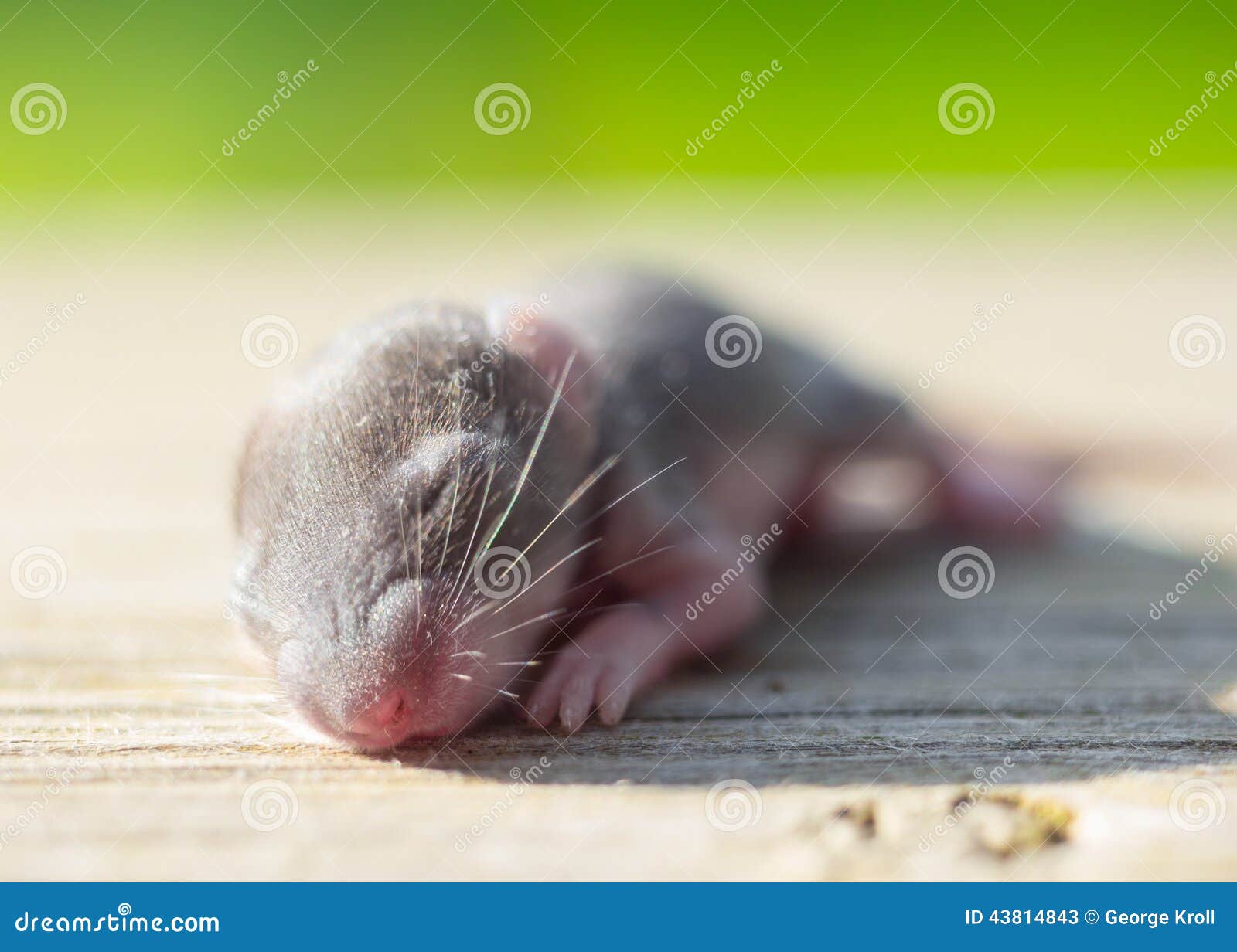 Baby Mouse stock image. Image of ratlets, miniature, pinky - 43814843