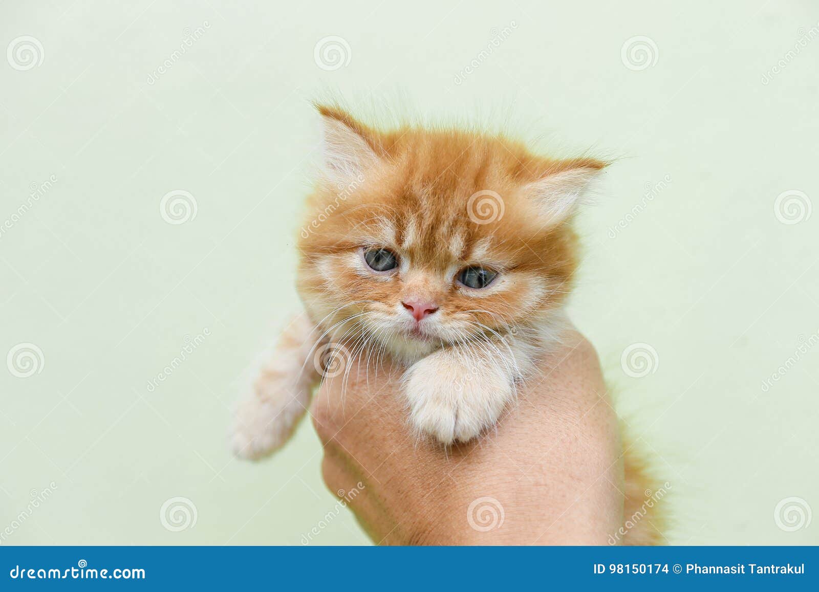 Baby Munchkin Cat. stock photo. Image of lovely, portrait - 98150174