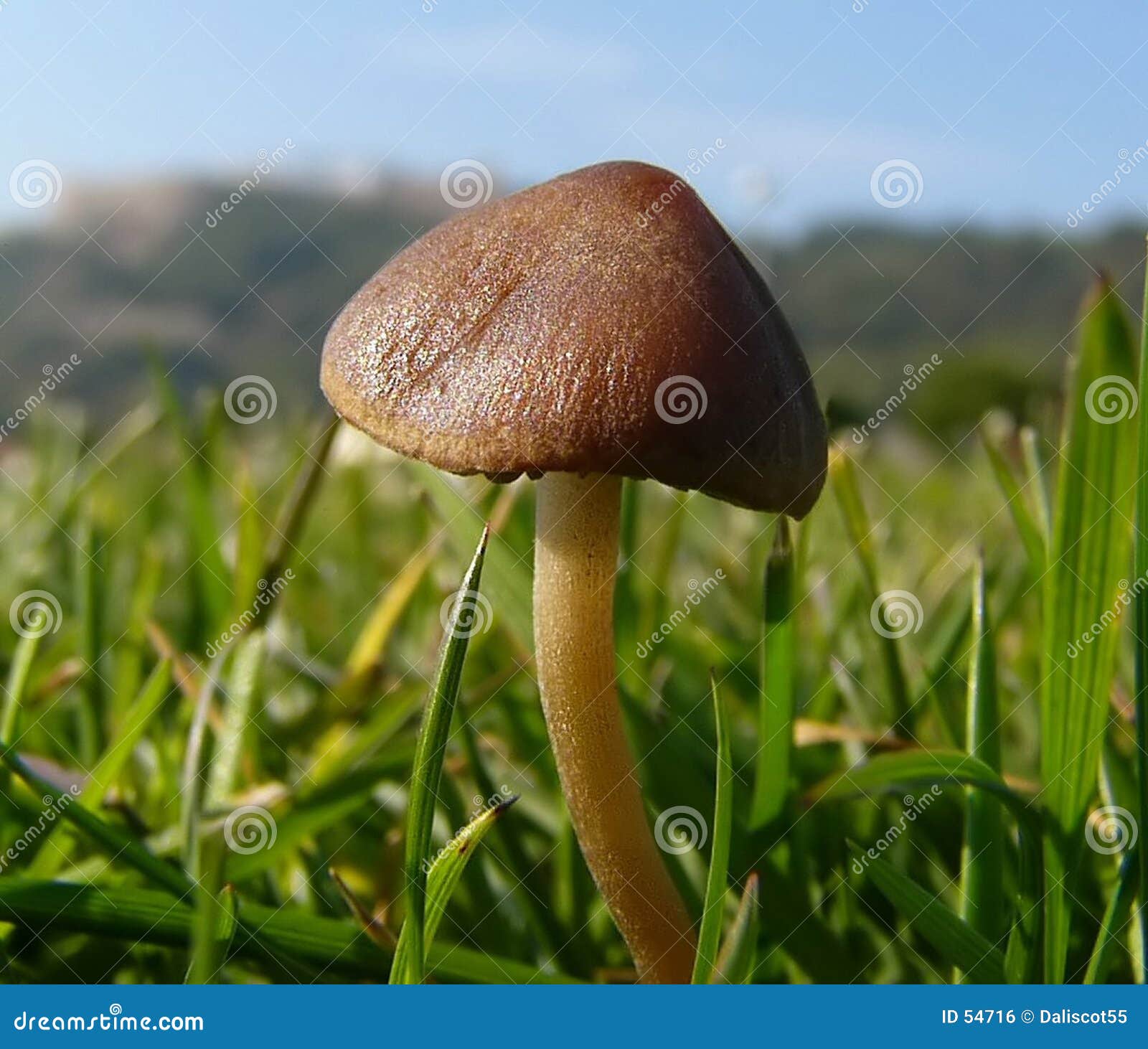 Baby Mushroom stock photo. Image of foliage, closeup, green - 54716