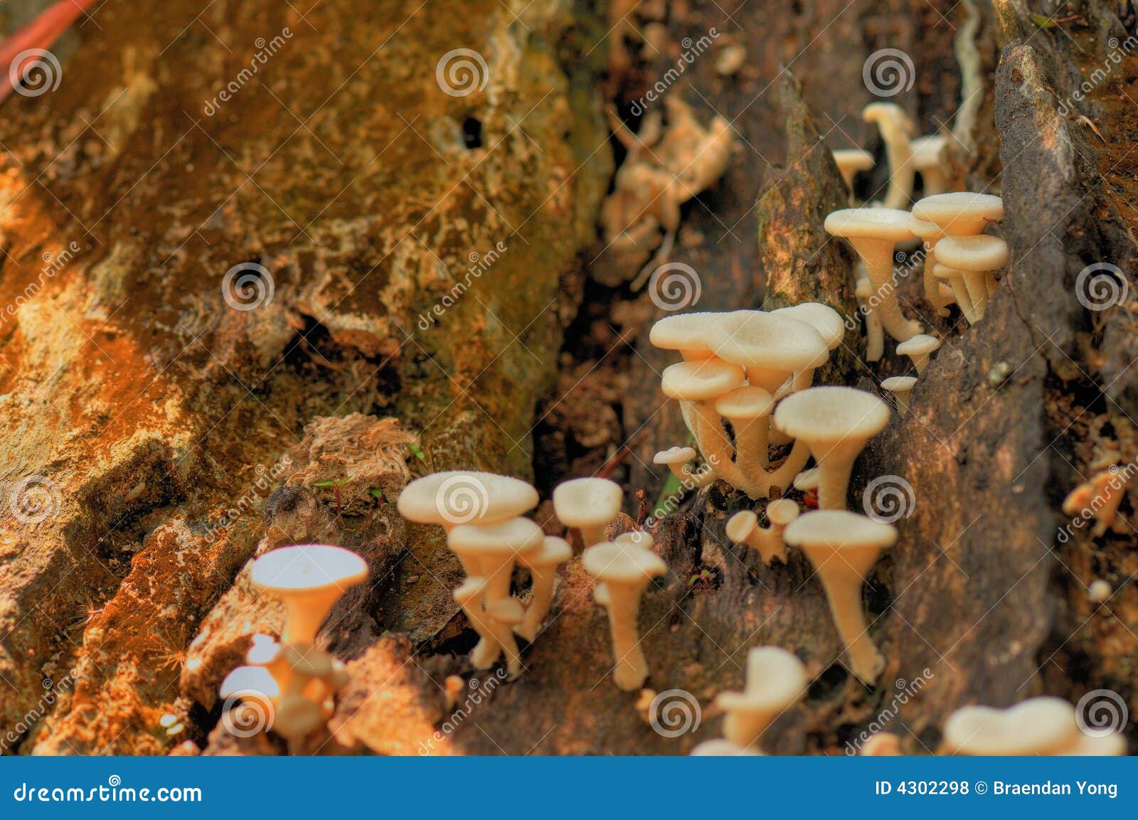 Baby Mushrooms stock photo. Image of botany, healthy, brown - 4302298