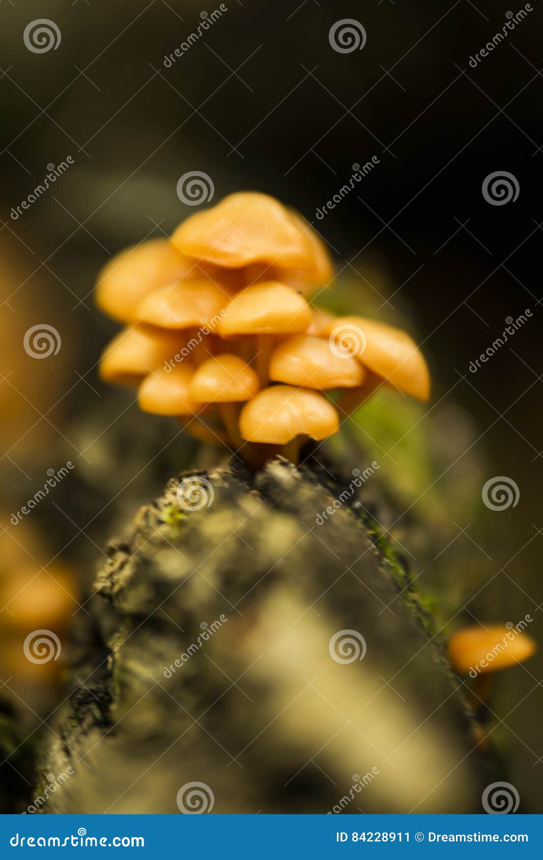 Baby Mushrooms stock image. Image of dead, woods, blur - 84228911