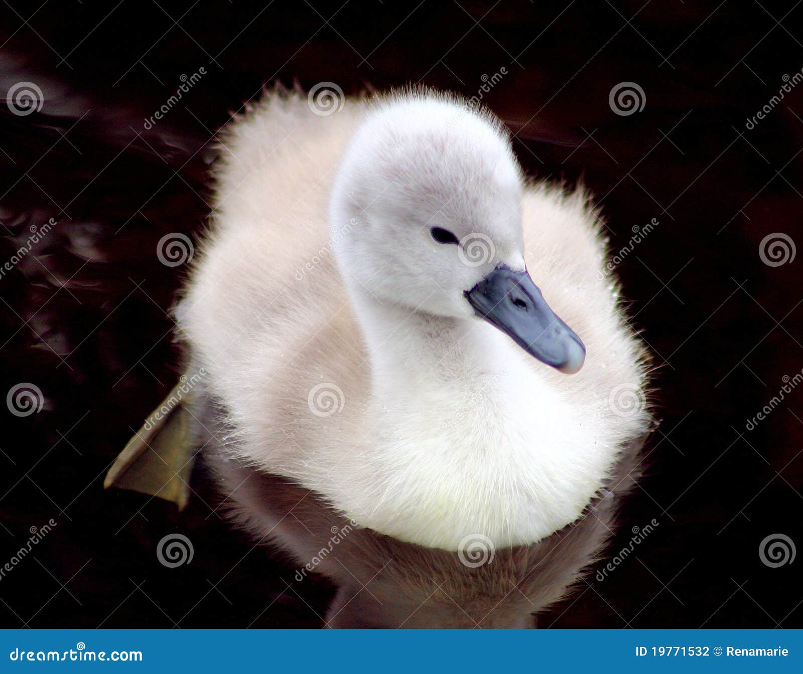 Baby Mute Swan - Cygnet stock photo. Image of solo, swim - 19771532
