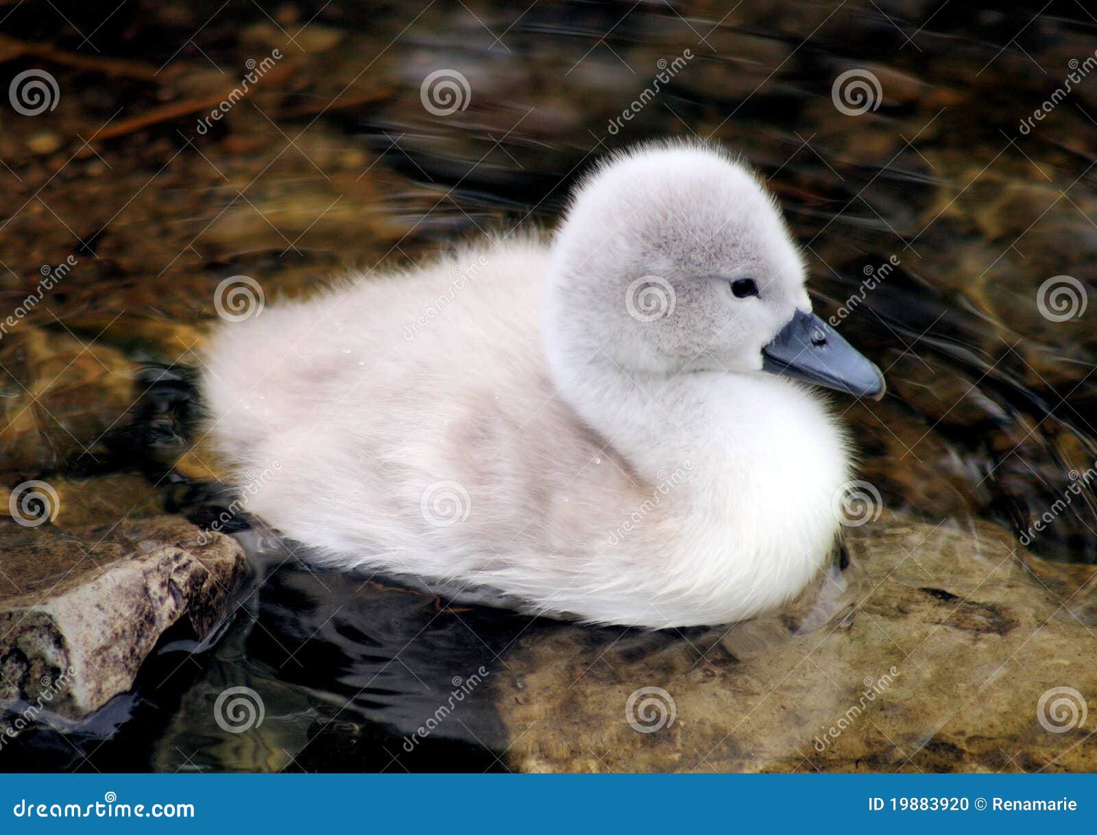 Baby Mute Swan - Cygnet stock photo. Image of floating - 19883920