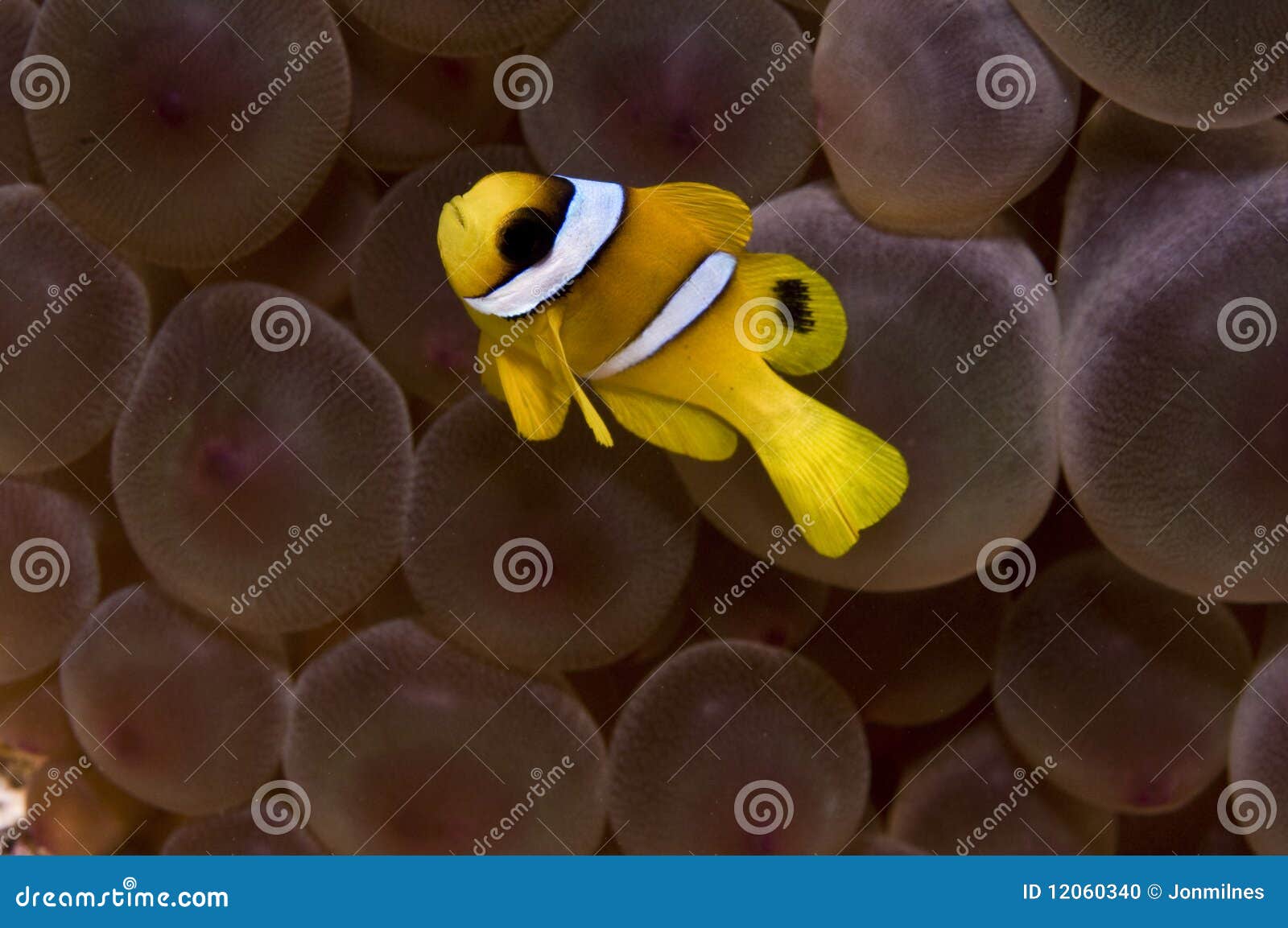 Baby Nemo Fish Stock Photo - Image: 12060340