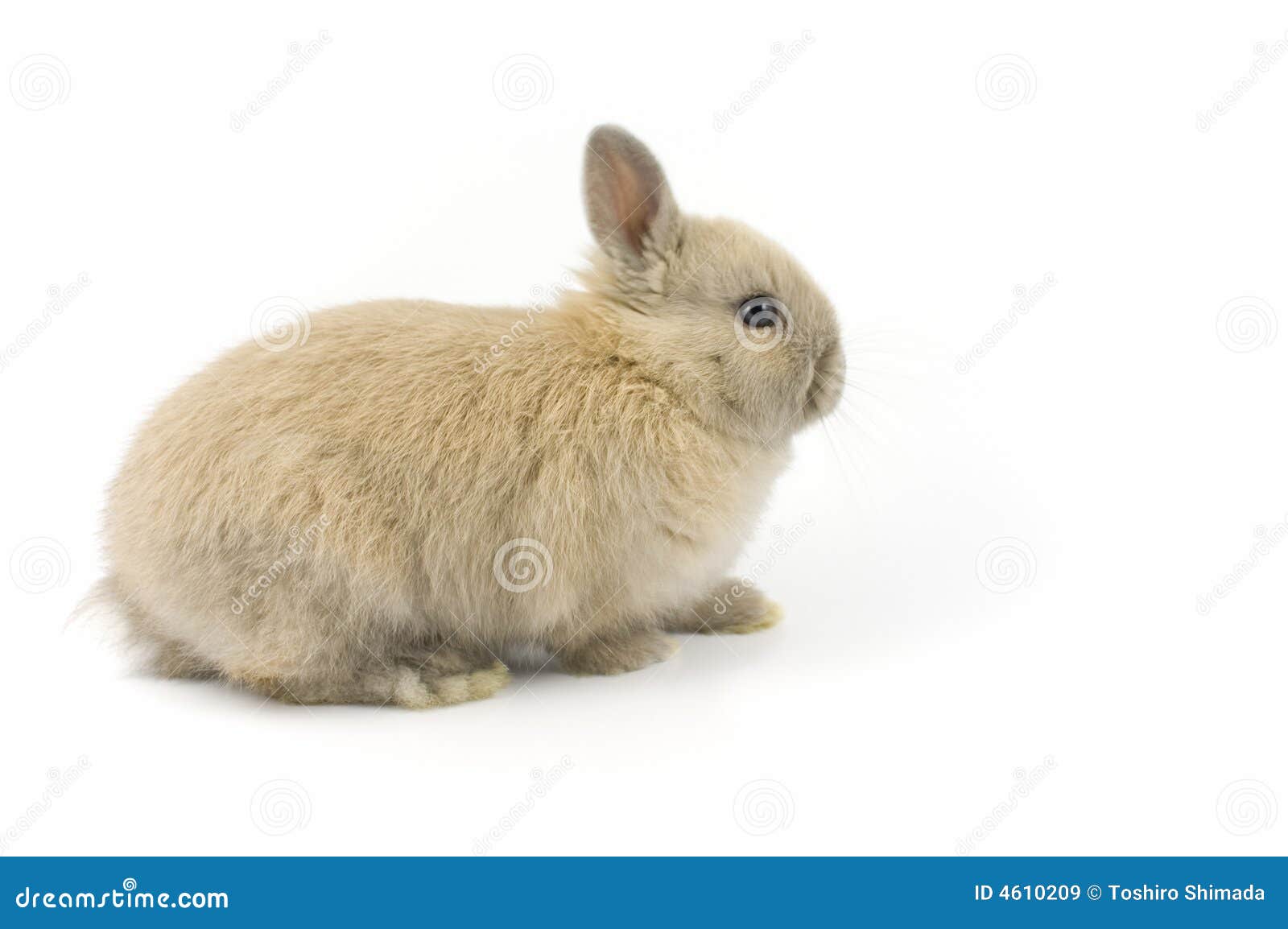 Baby Of Netherland Dwarf Rabbit Royalty-Free Stock Photo ...