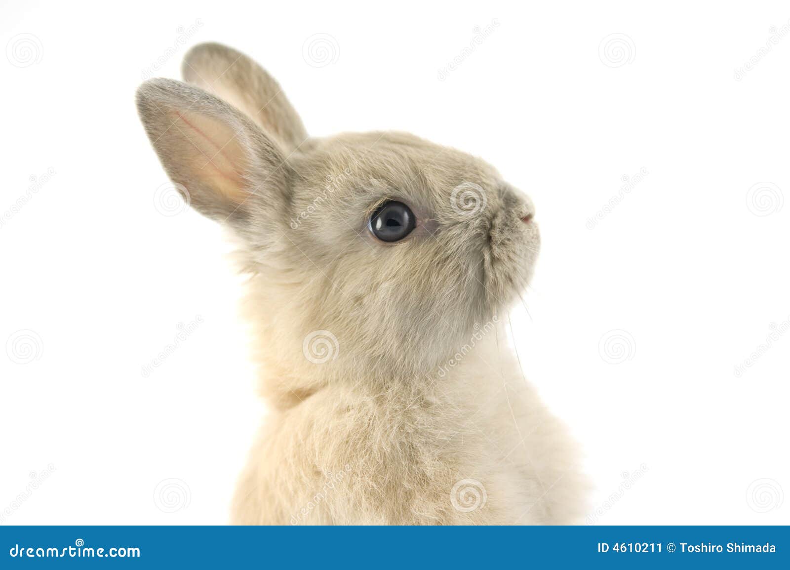 Baby Of Netherland Dwarf Rabbit Royalty-Free Stock Photo ...