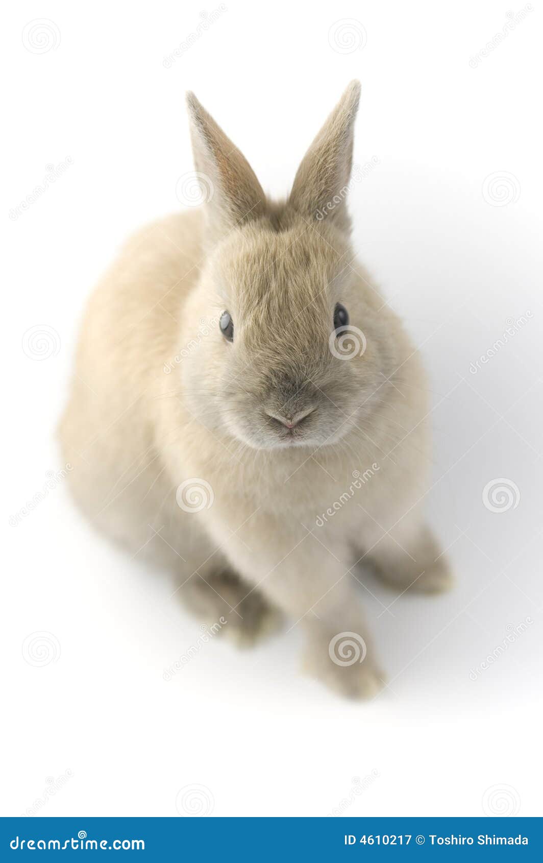 White Dwarf Baby Bunny