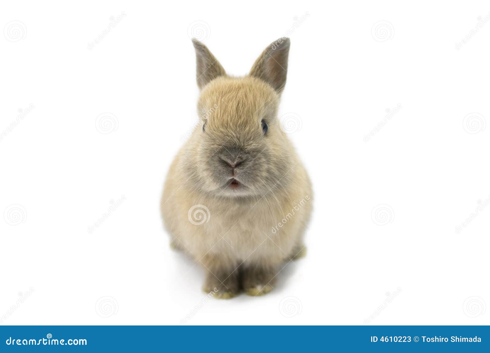 Baby Of Netherland Dwarf Rabbit Royalty-Free Stock Photo ...