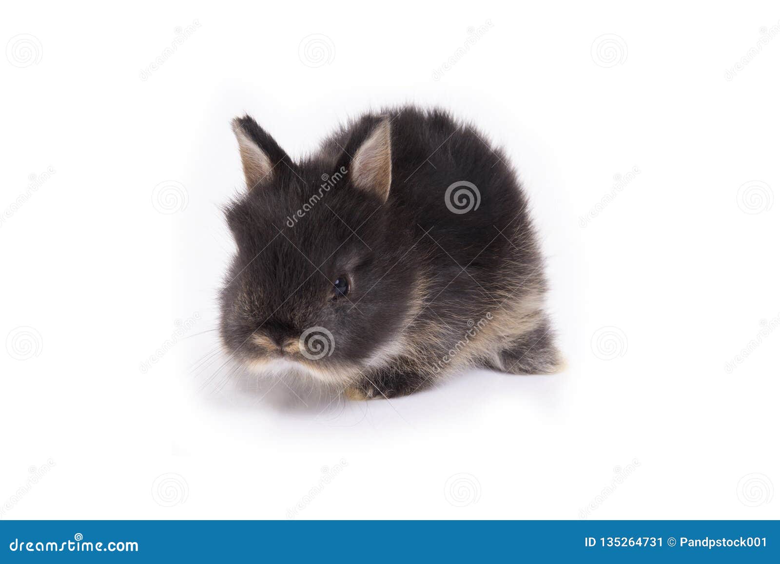 Baby Of Netherland Dwarf Rabbit Royalty-Free Stock Photo ...
