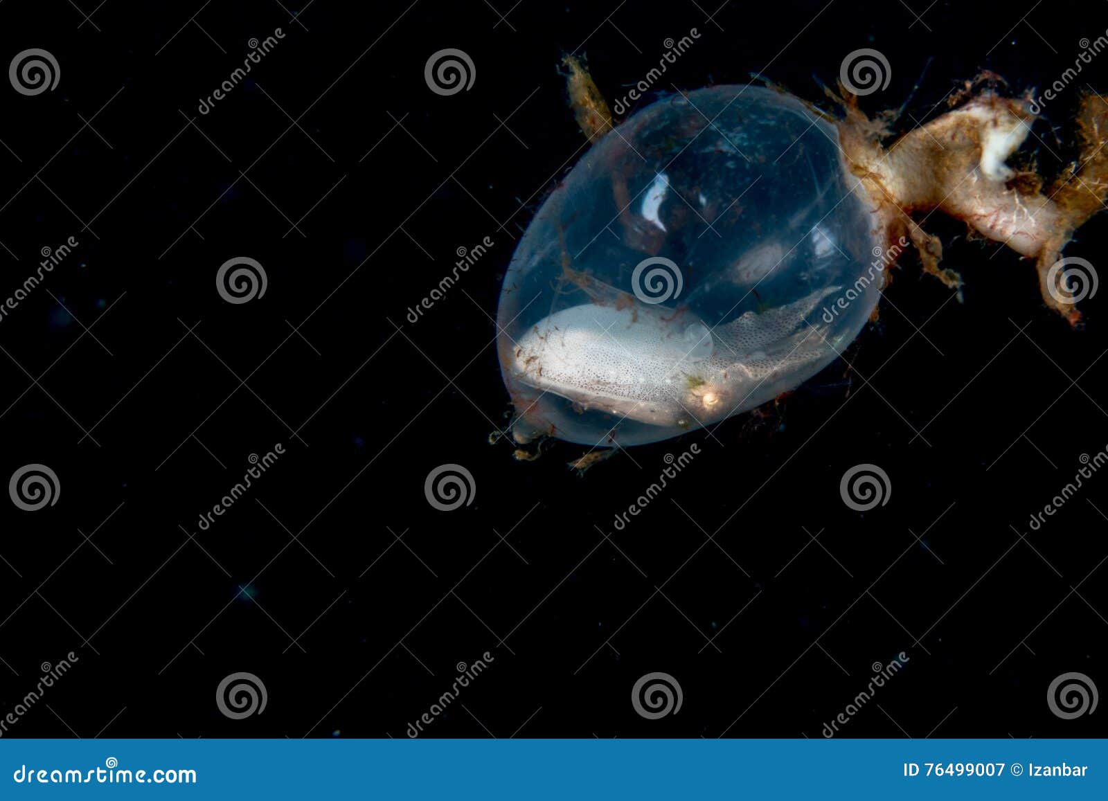 Baby Newborn Cuttlefish Egg Macro Close Up Stock Photos - Free ...