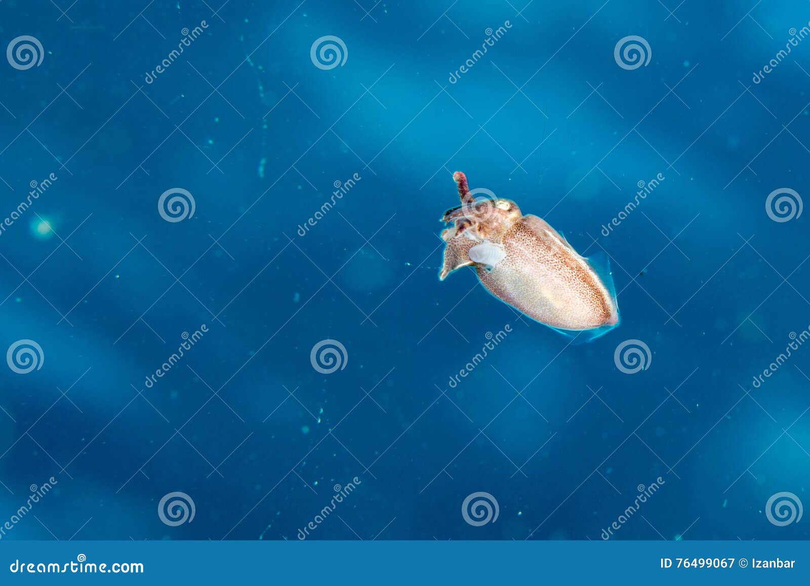 Baby Newborn Cuttlefish Egg Macro Close Up Stock Image - Image of ...