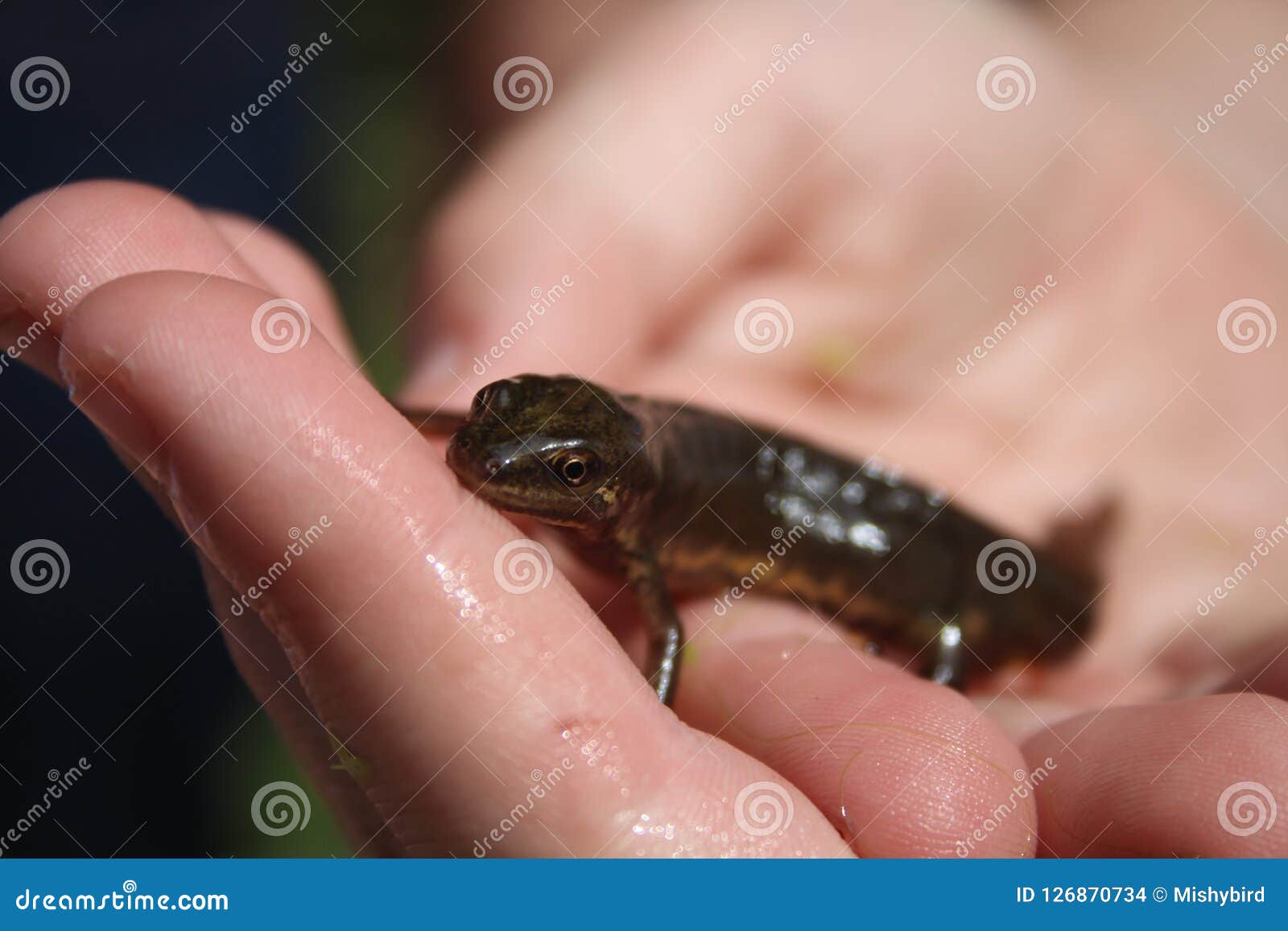 A baby newt stock photo. Image of small, nature, held - 126870734