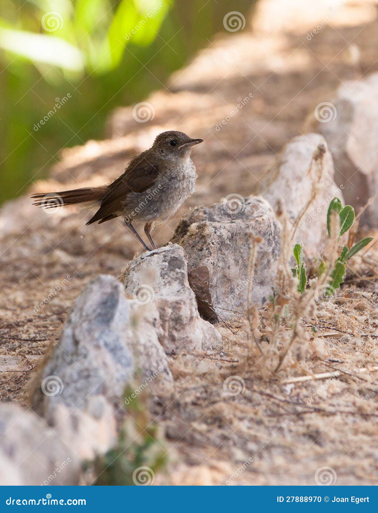 Baby Nightingale stock photo. Image of creature, animals - 27888970