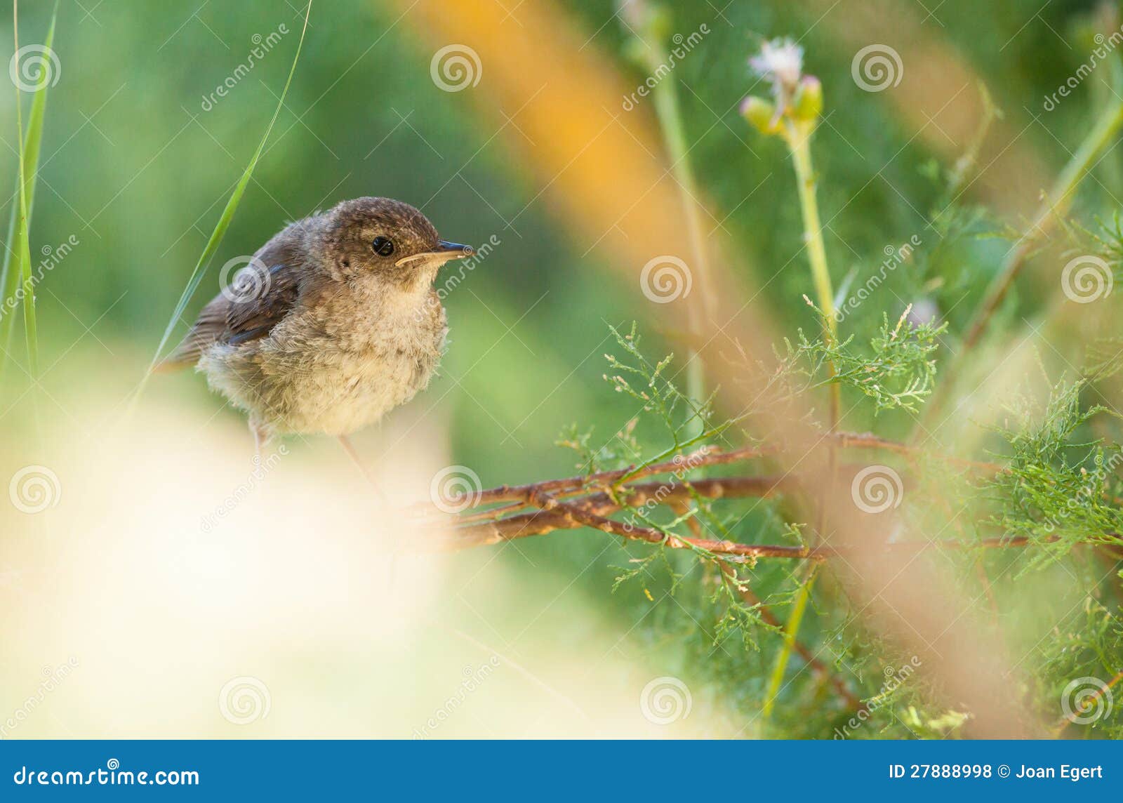 Baby Nightingale stock photo. Image of iberian, fauna - 27888998