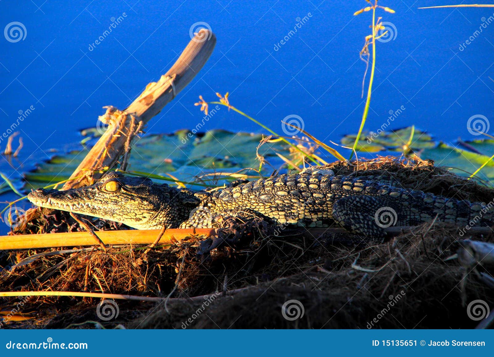 Baby Nile Crocodile stock image. Image of predator, crocodylus - 15135651