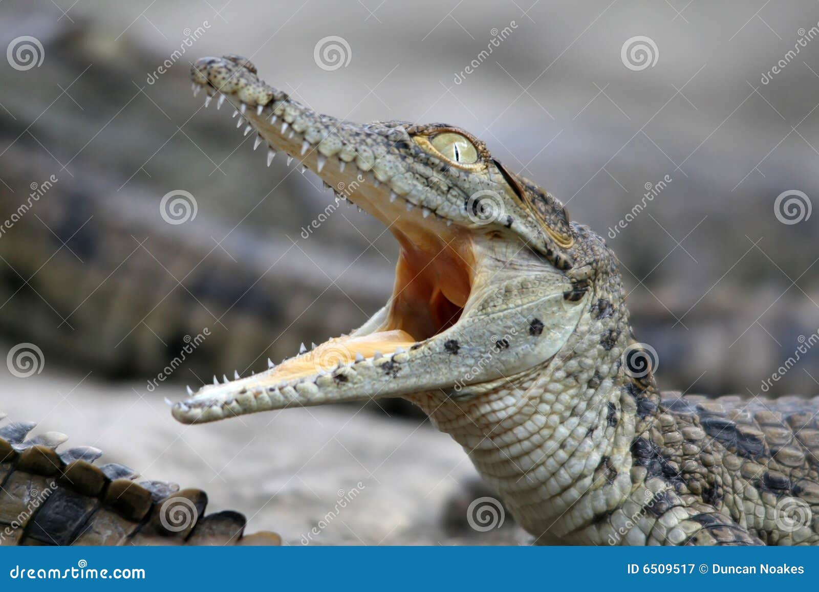 Baby Nile Crocodile stock image. Image of teeth, reptile - 6509517