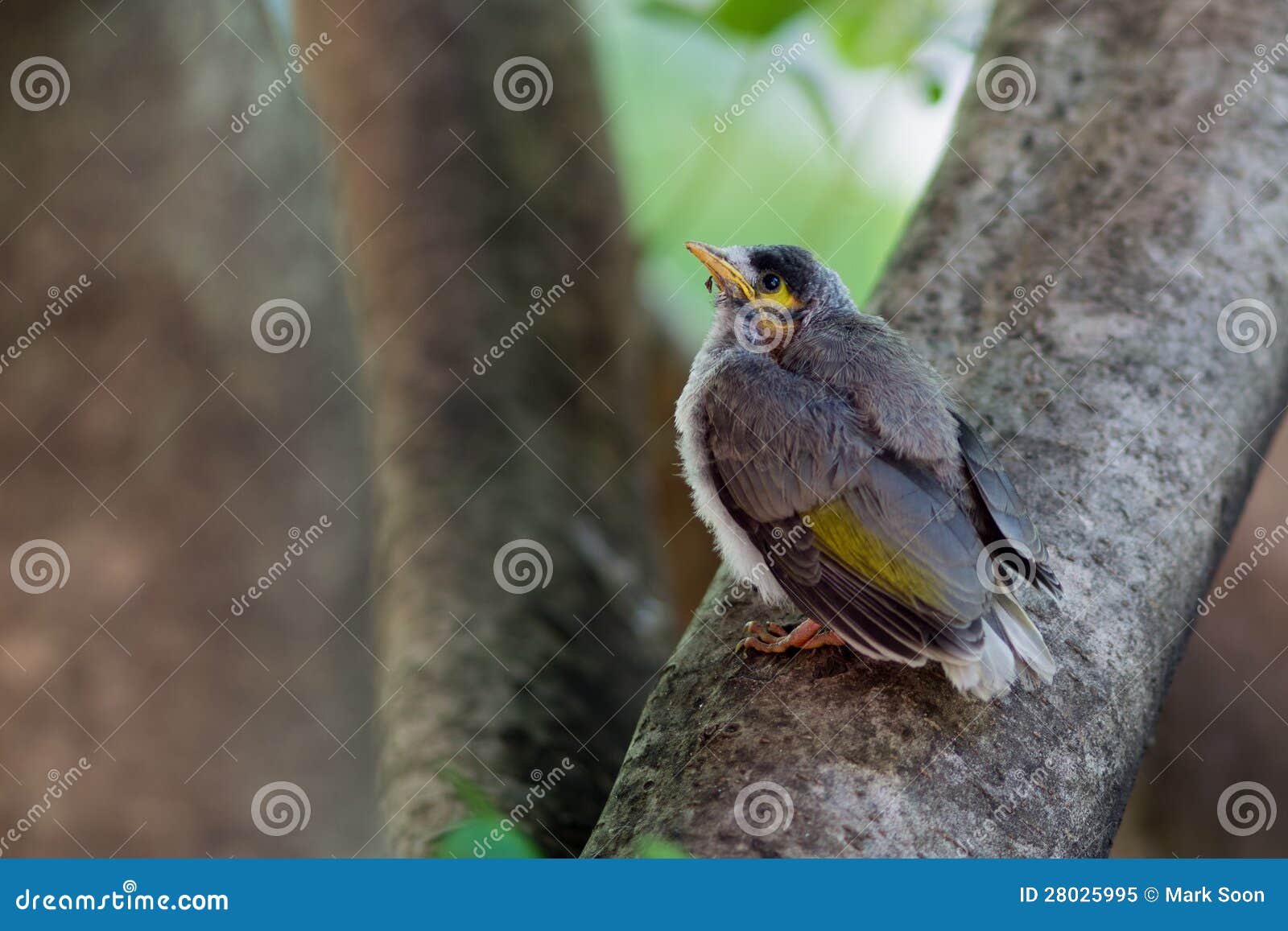 Noisy Miner Royalty-Free Stock Photo | CartoonDealer.com #191581077