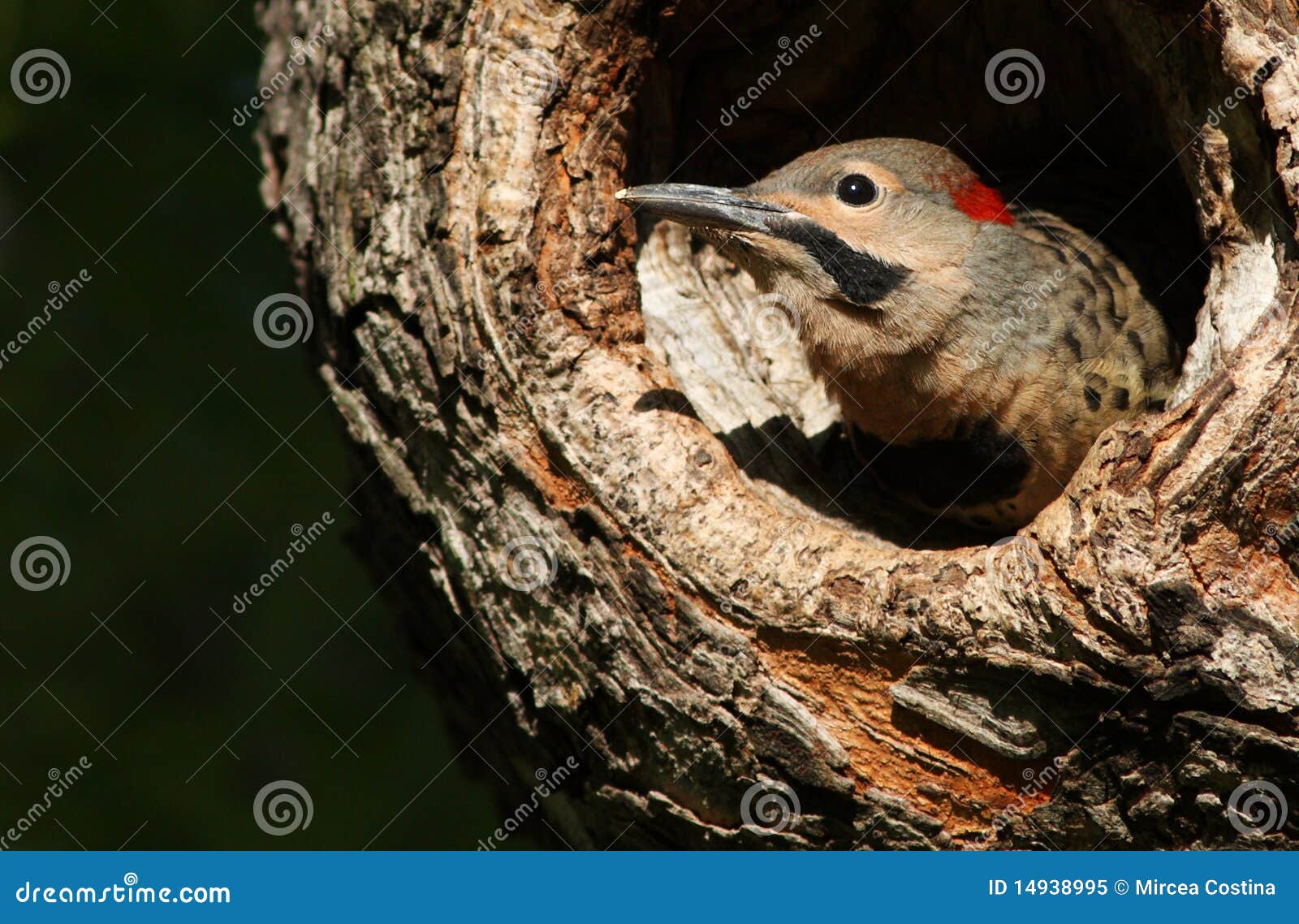 Baby Northern Flicker stock image. Image of bird, jouvenille - 14938995