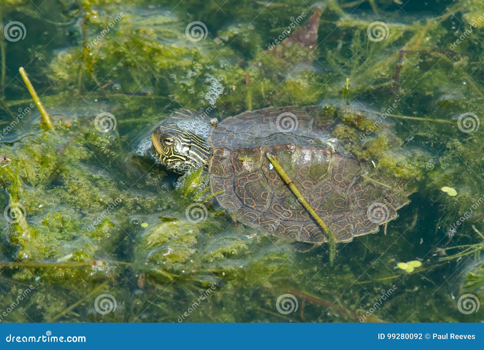Northern Map Turtle - Graptemys Geographica Stock Photo - Image of ...