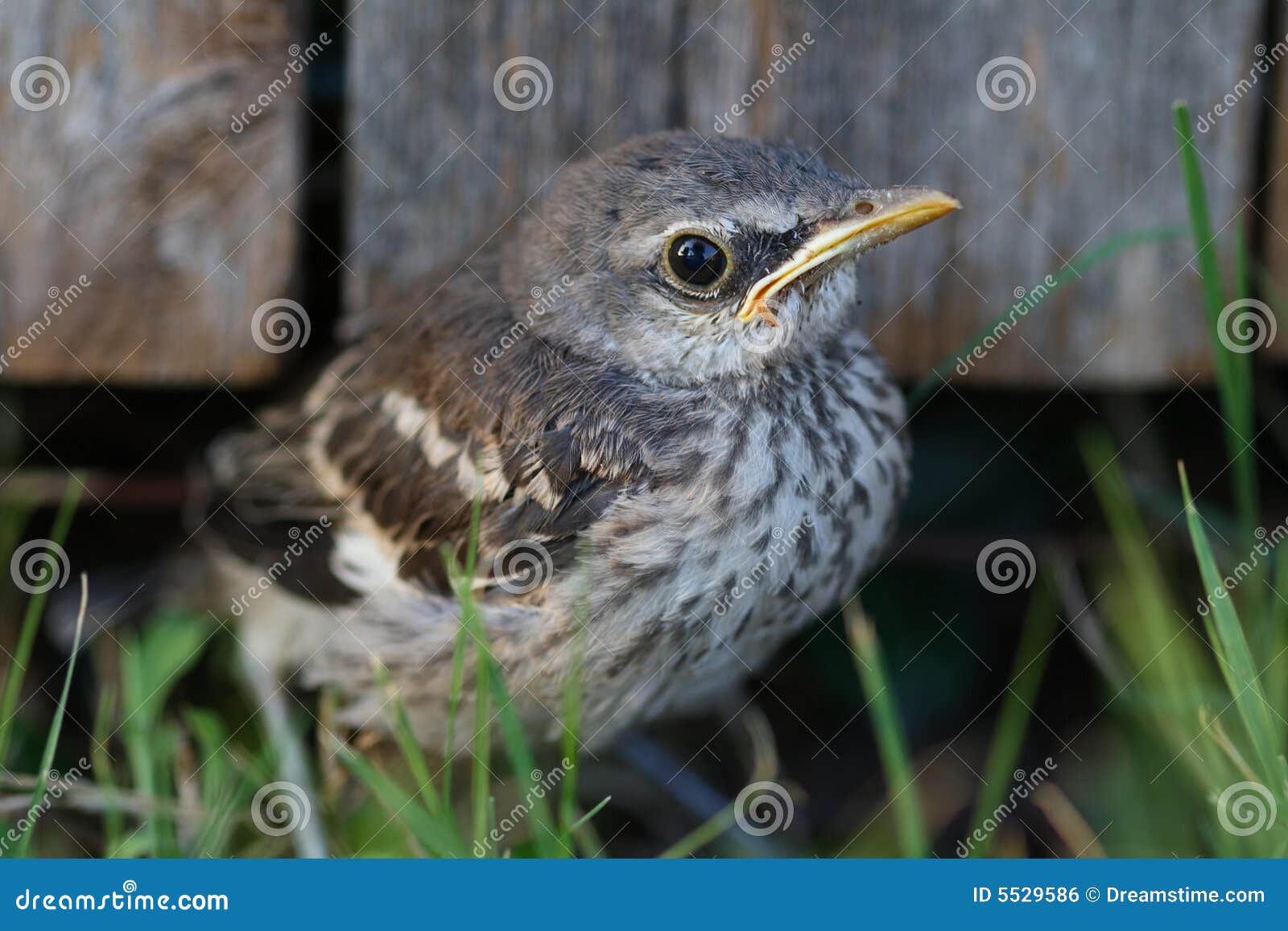 Baby Northern Mockingbird stock photo. Image of wildlife - 5529586