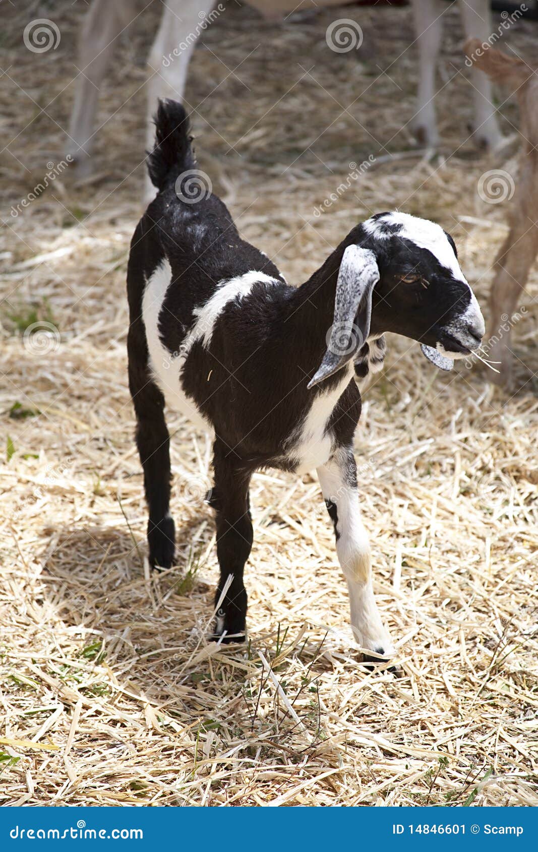 Baby Nubian Goat Kid Stock Image - Image: 14846601