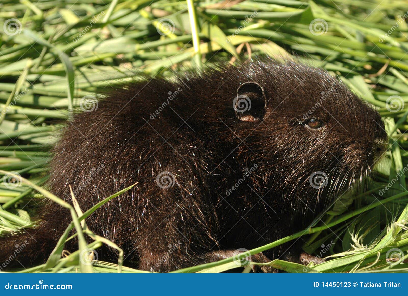 Baby nutria stock image. Image of swim, animal, gnawer - 14450123