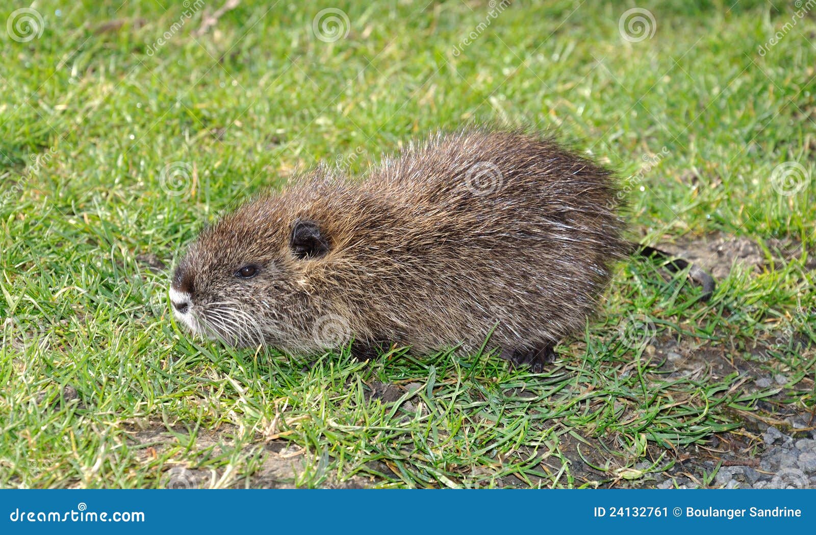 Baby nutria stock image. Image of harmful, beaver, mammal - 24132761