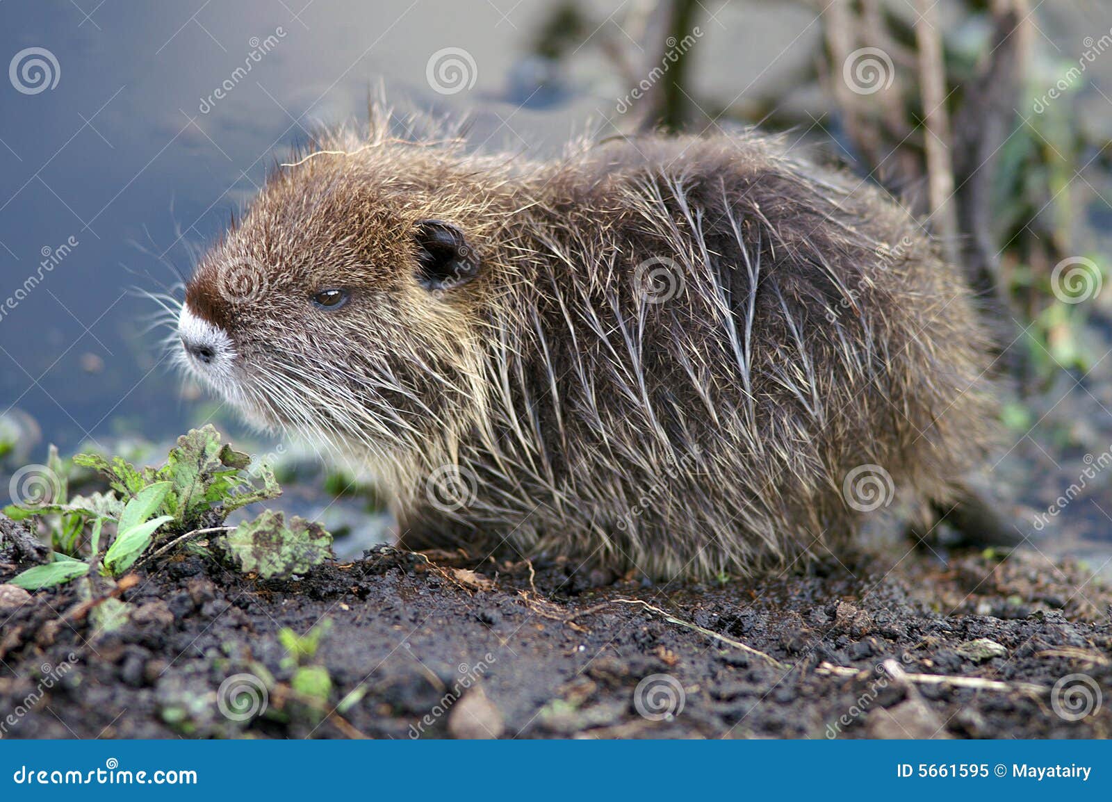 Baby nutria stock image. Image of cute, green, baby, swamp - 5661595