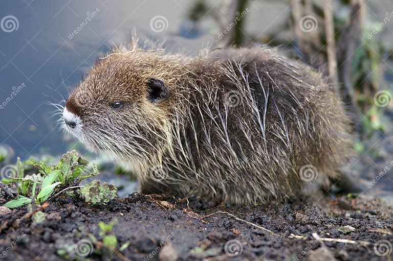Baby nutria stock image. Image of cute, green, baby, swamp - 5661595