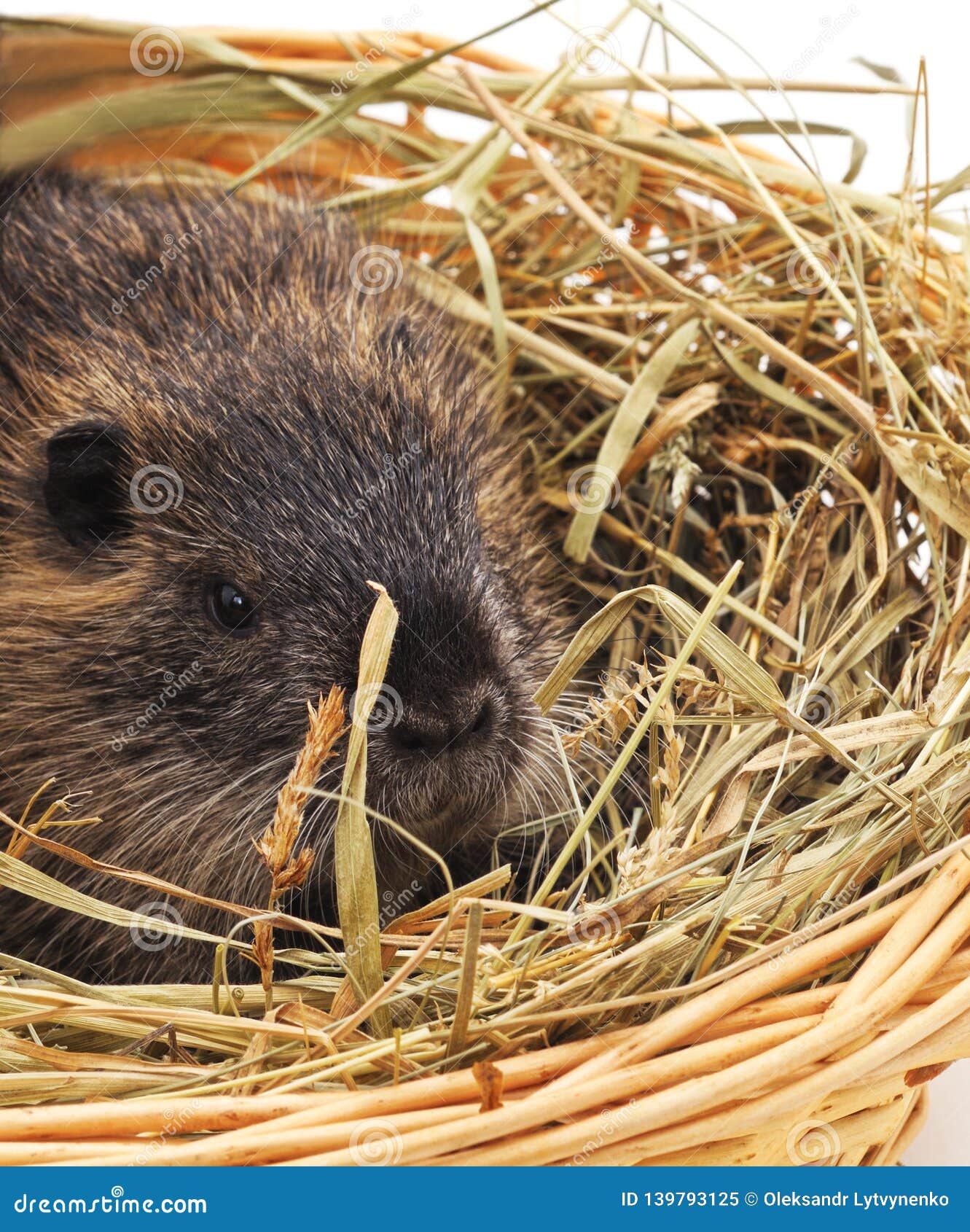 Baby Nutria Stock Photos - Download 142 Royalty Free Photos