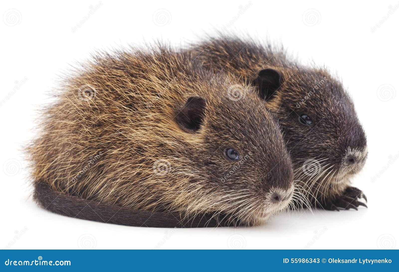 Baby Nutria. Stock Image | CartoonDealer.com #102334567